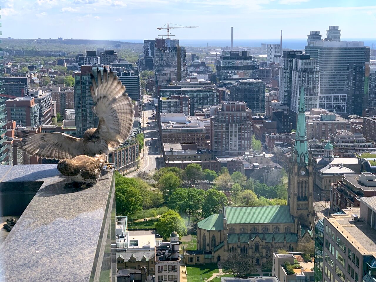 From a Perch Over The City | UrbanToronto
